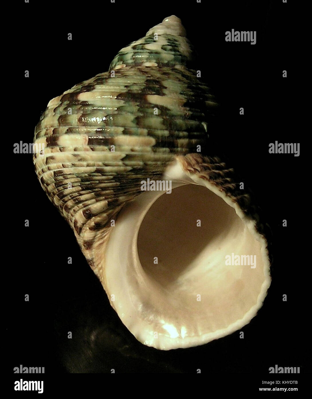 Turbo radiatus 002 Stock Photo - Alamy