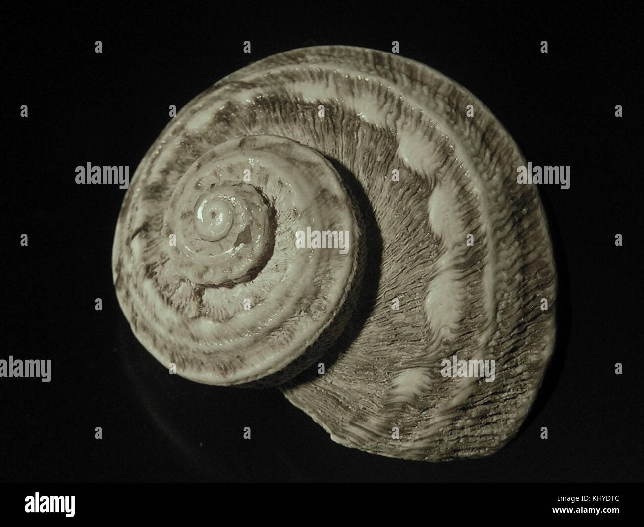 Lunella hi-res stock photography and images - Alamy