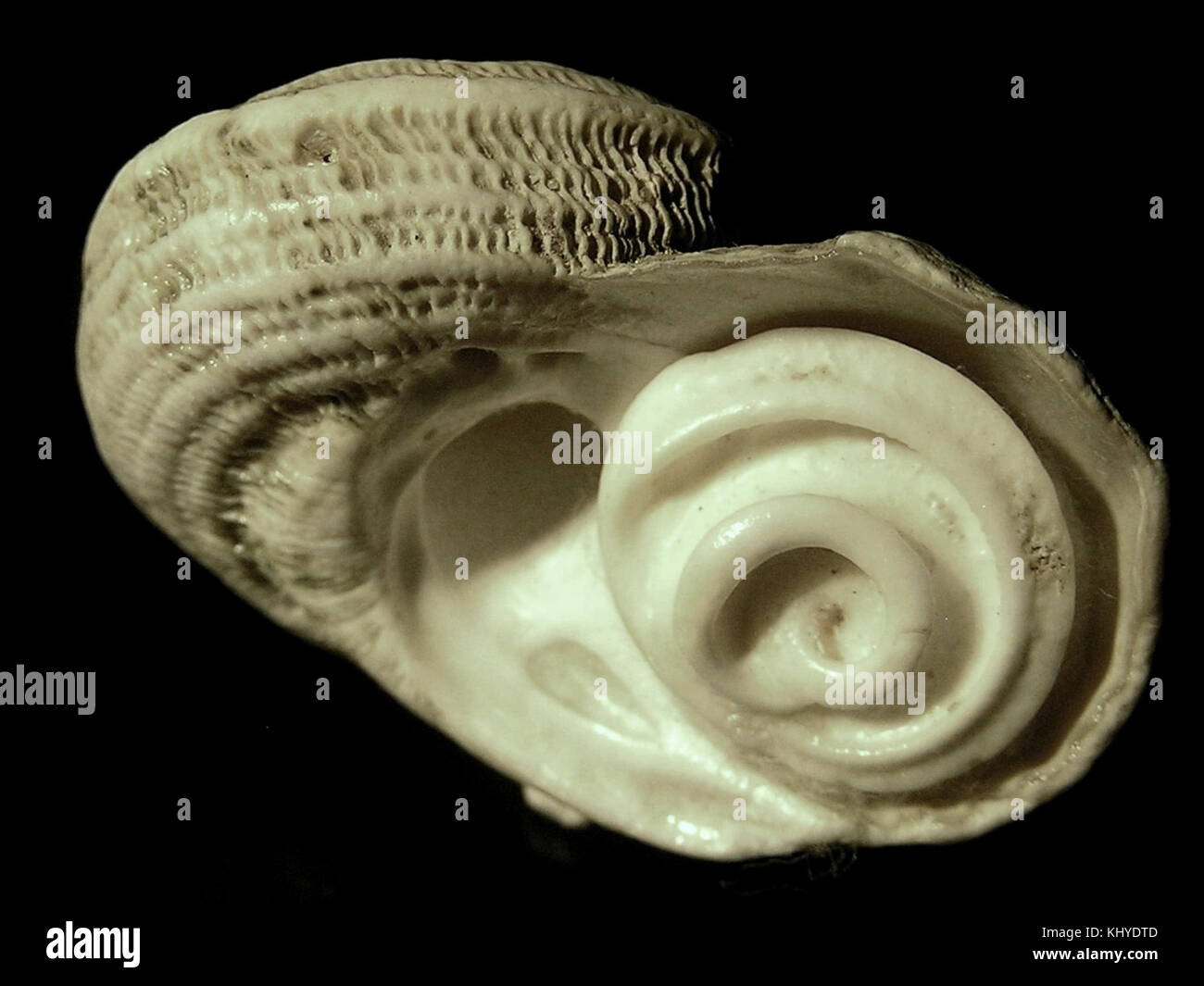 Lunella (Ninella) torquata 002 Stock Photo - Alamy