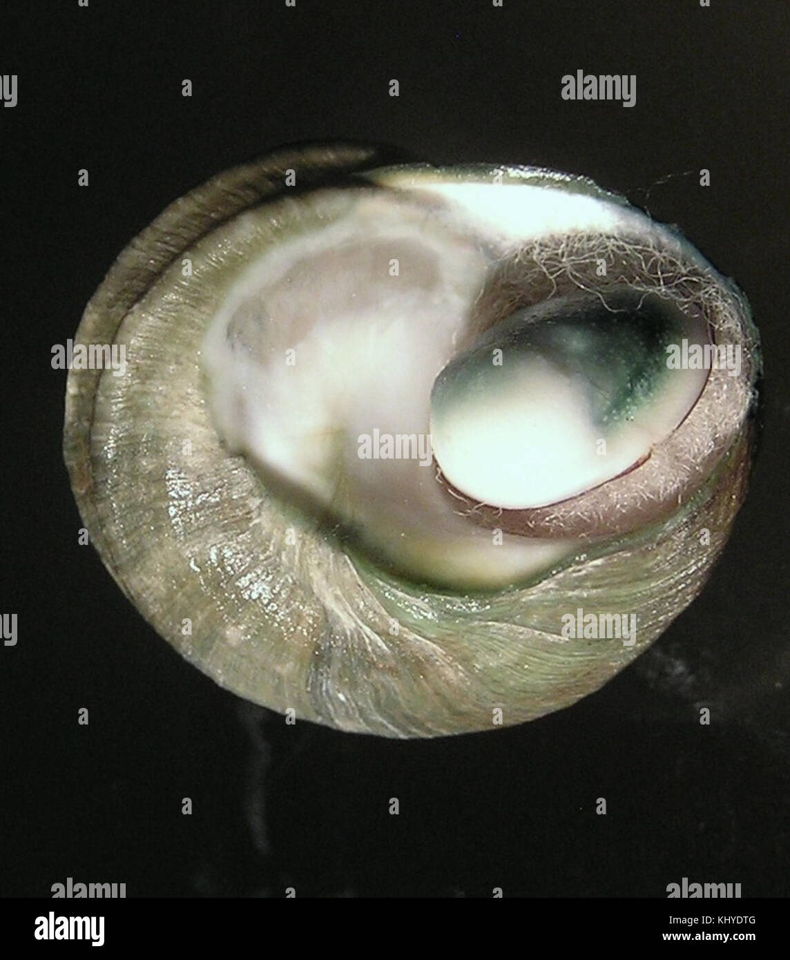 Lunella hi-res stock photography and images - Alamy