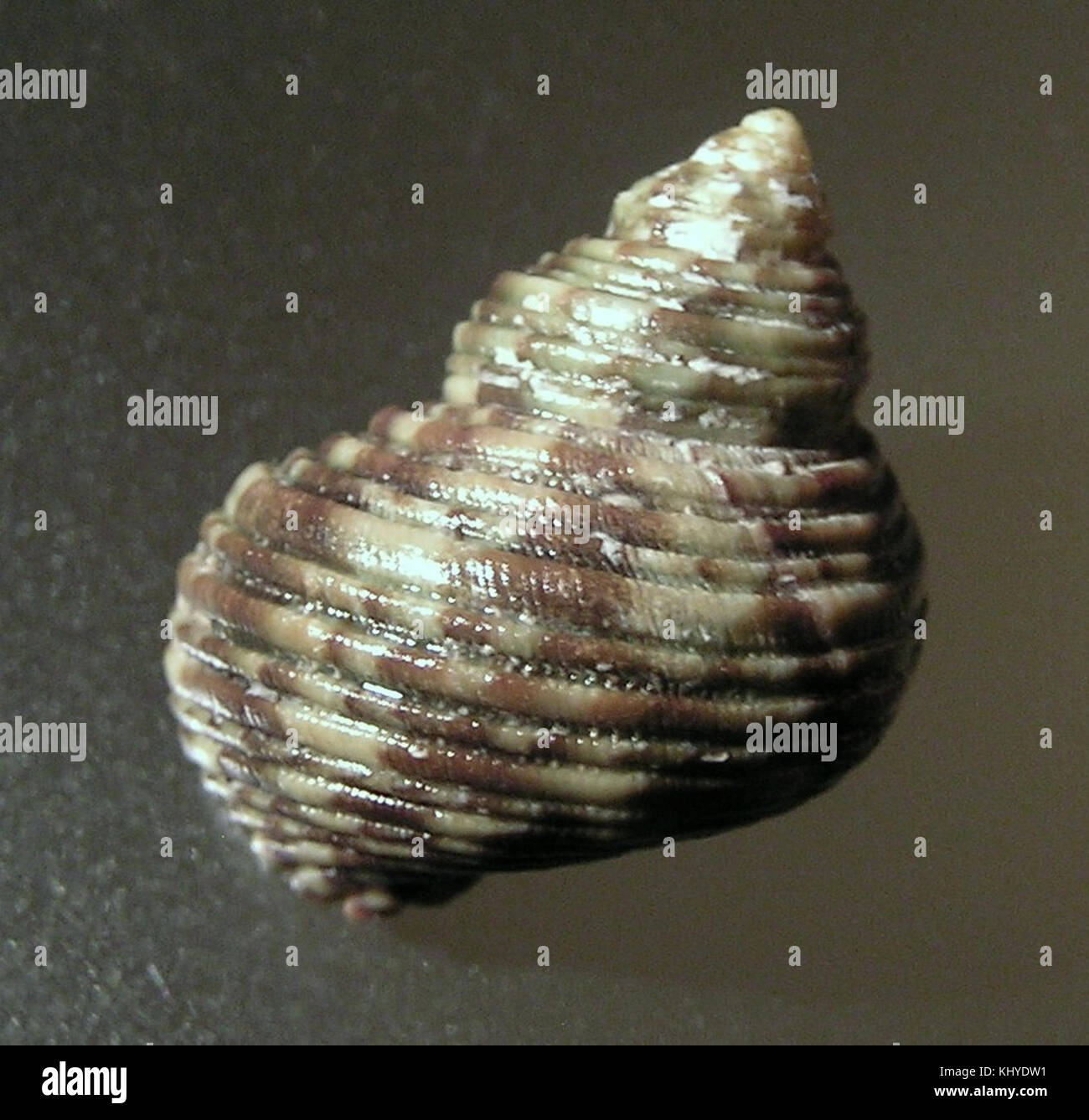 Intercostal muscle anatomy hi-res stock photography and images - Alamy