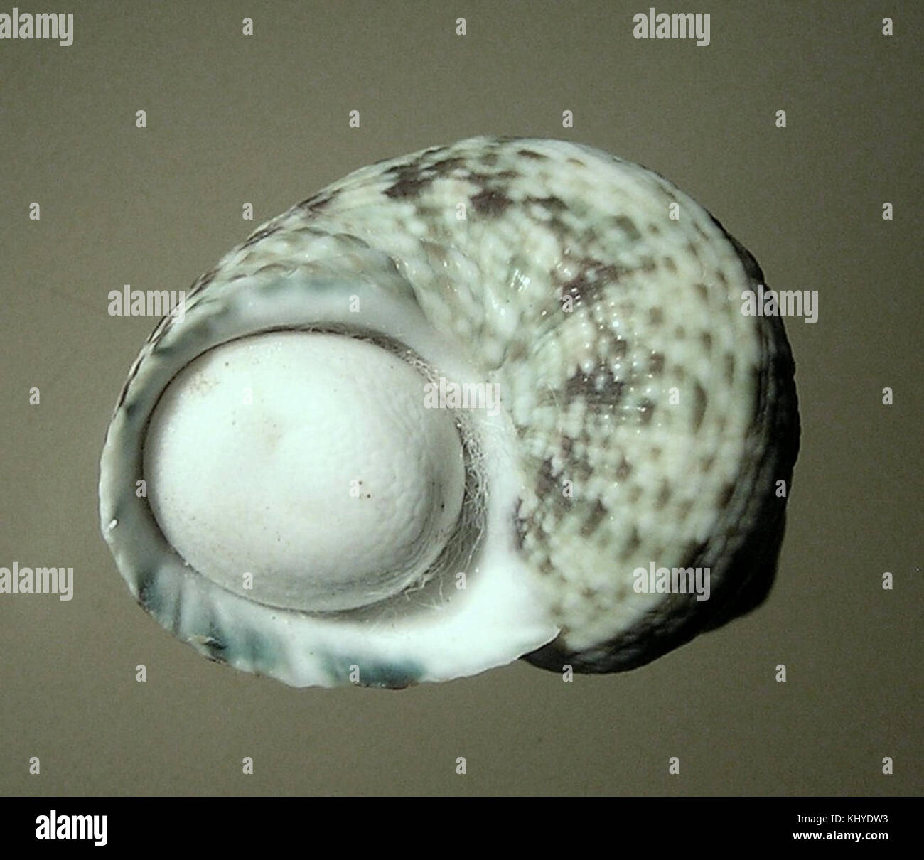 This image features the species Turbo necnivosus, a type of marine ...