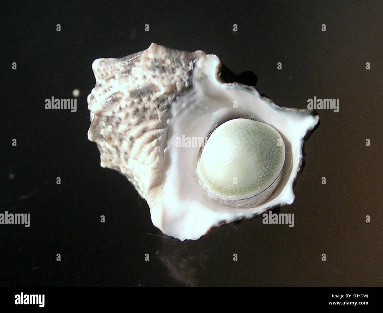 Lunella hi-res stock photography and images - Alamy