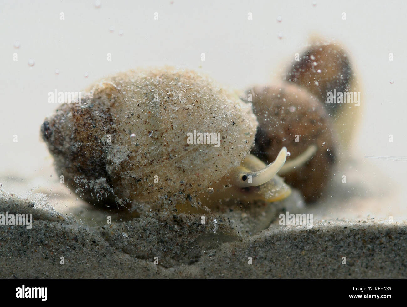 A scientific illustration of the freshwater snail Lithoglyphus ...