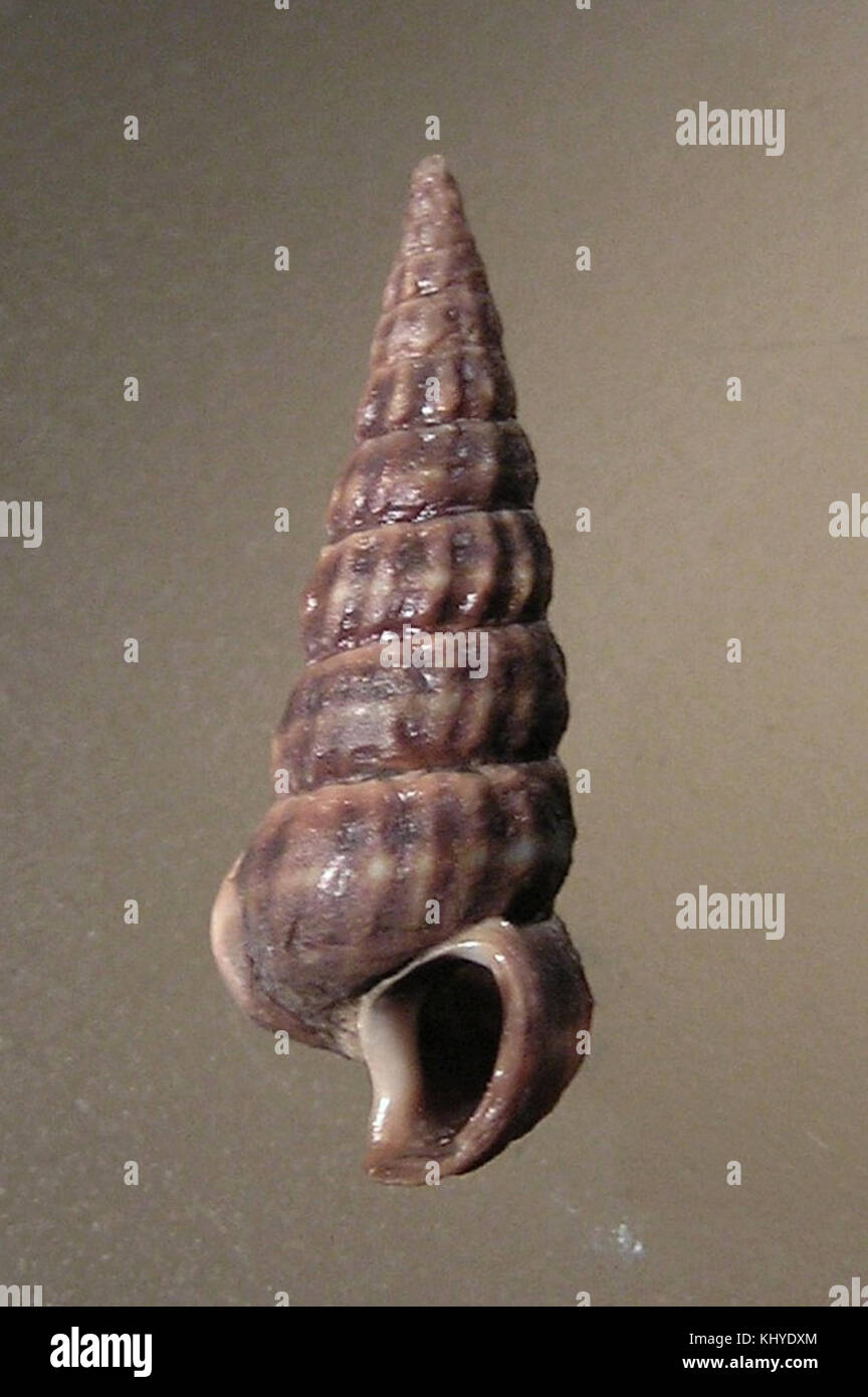 Cerithidea californica 001 Stock Photo - Alamy