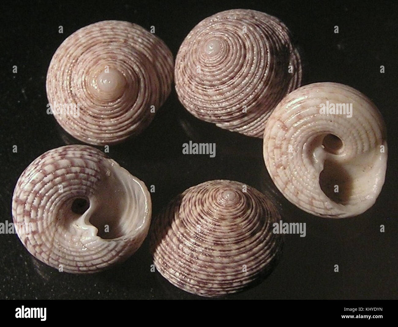 Callifera hi-res stock photography and images - Alamy