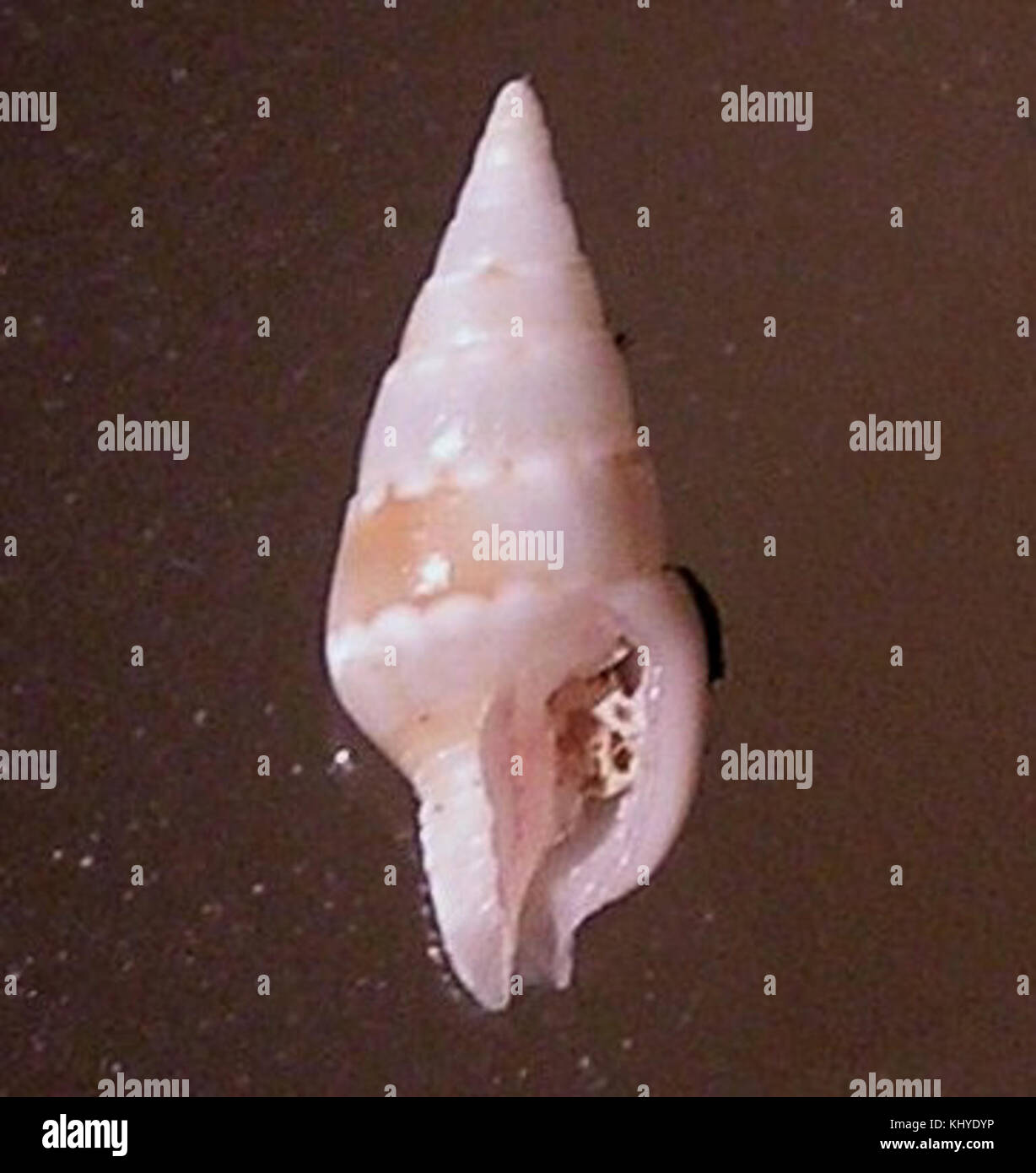 Mitrella bella 002 Stock Photo - Alamy