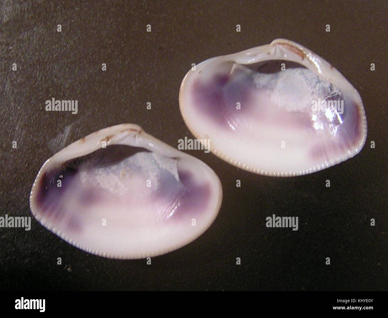 Sunetta meroe 001 Stock Photo - Alamy