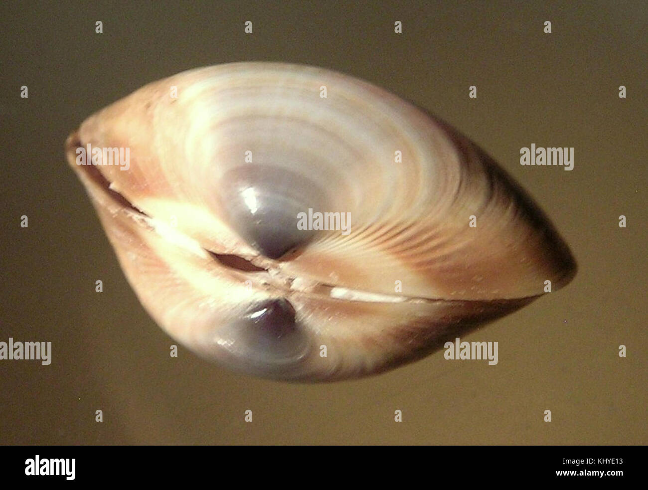 Tivela ponderosa 003 Stock Photo - Alamy