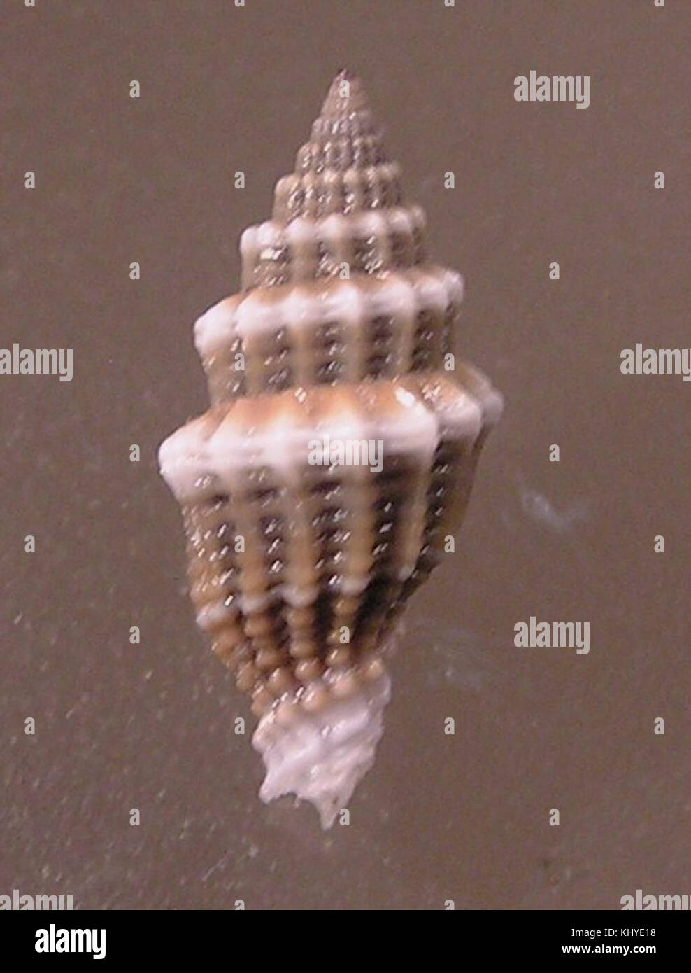 Vexillum mutabile 001 Stock Photo - Alamy