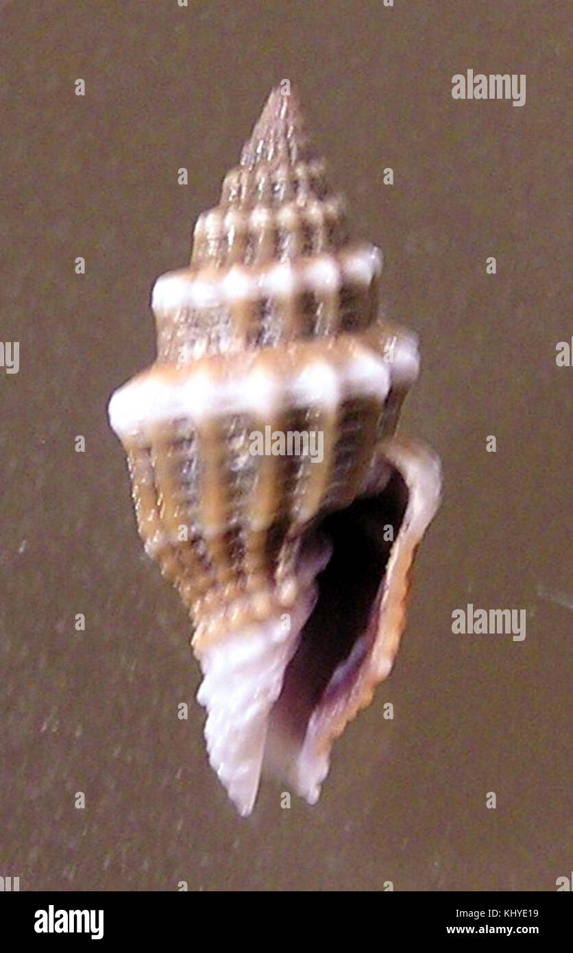 Vexillum mutabile 002 Stock Photo - Alamy