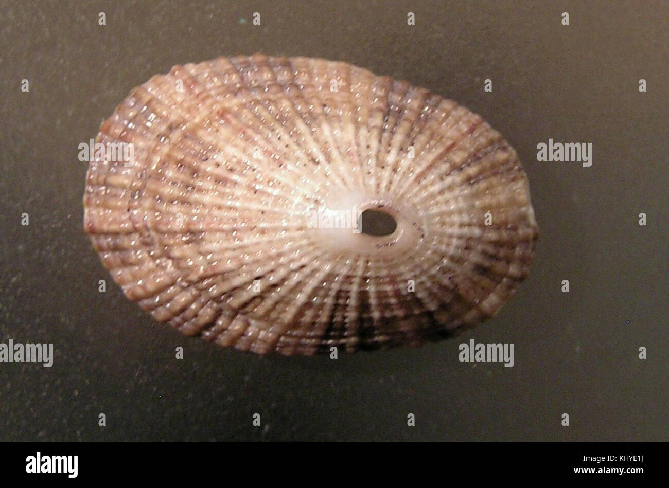 Diodora hi-res stock photography and images - Alamy