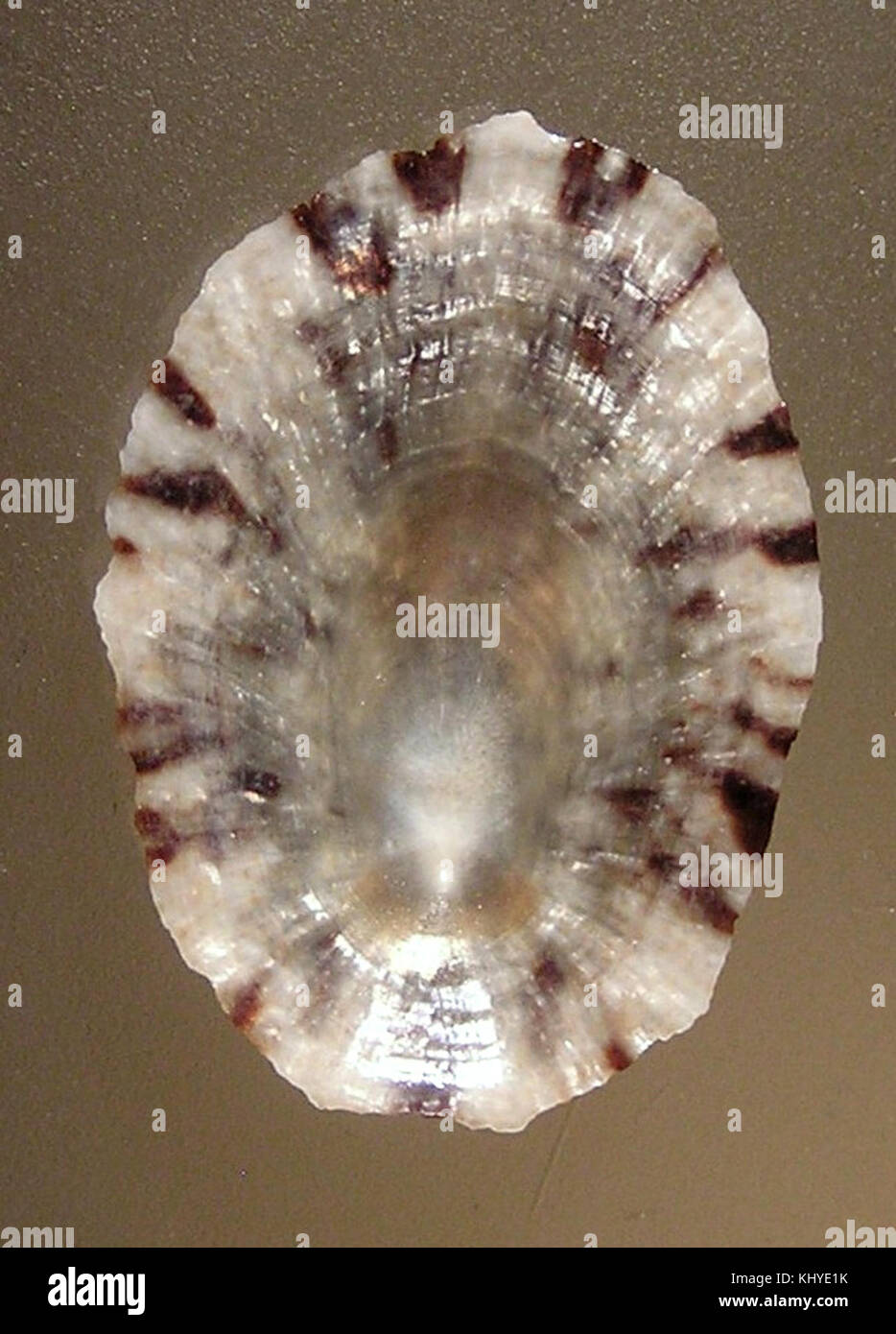 Cellana radiata enneagona 001 Stock Photo - Alamy