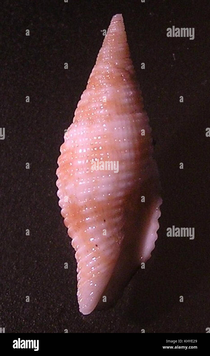 Cancilla armonica 001 Stock Photo - Alamy