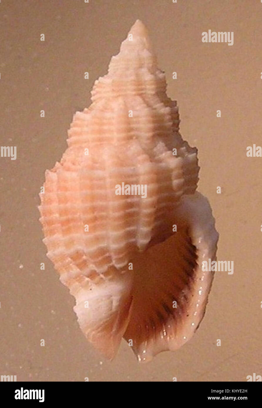 Phos cyanostoma 002 Stock Photo - Alamy