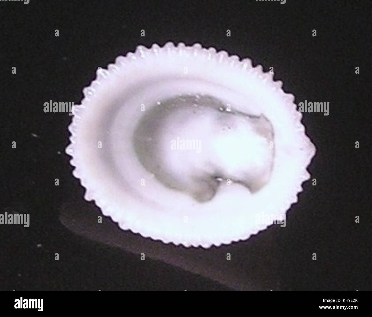 Patelloida mufria 001 Stock Photo - Alamy