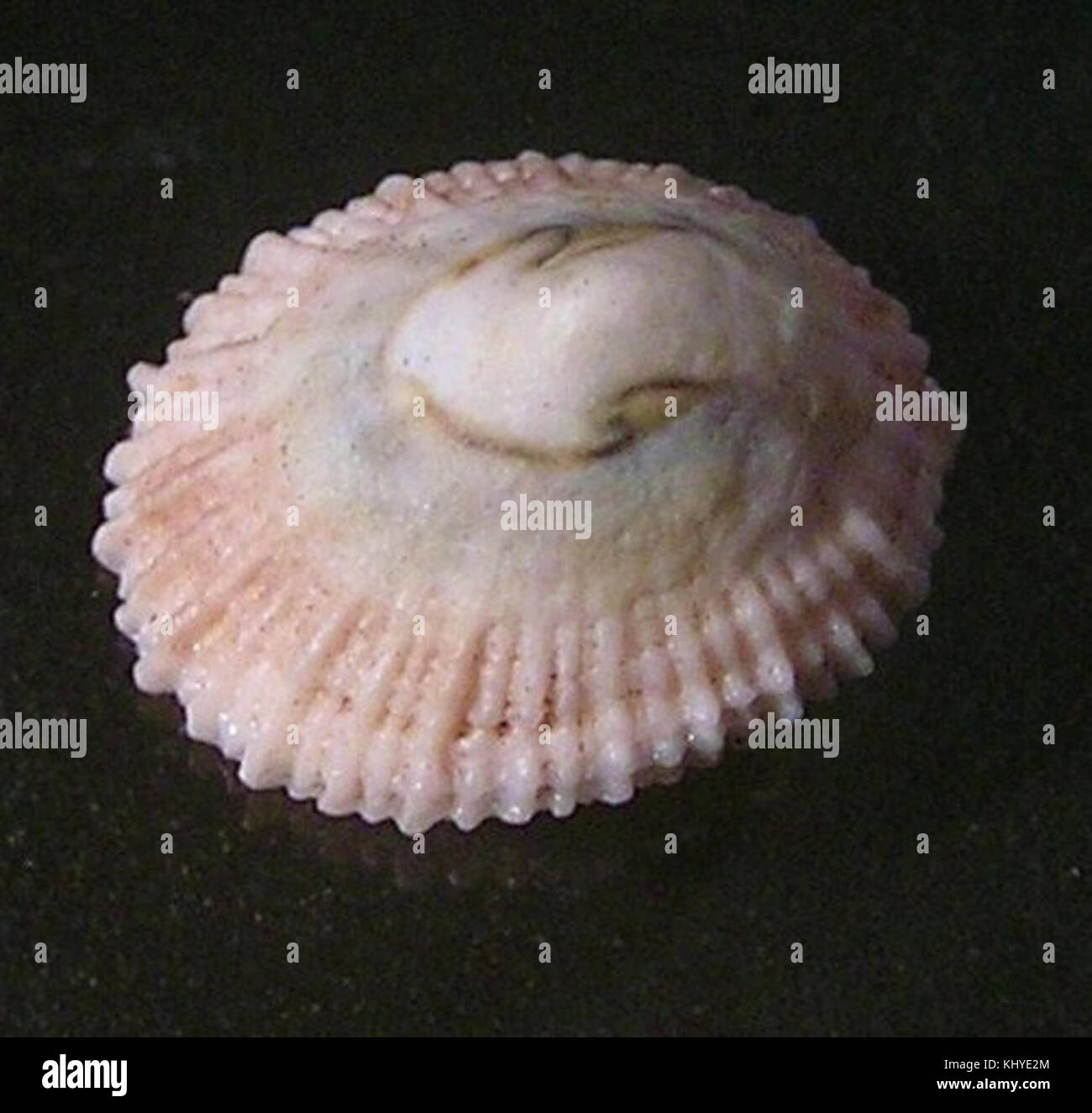 Patelloida mufria 002 Stock Photo - Alamy