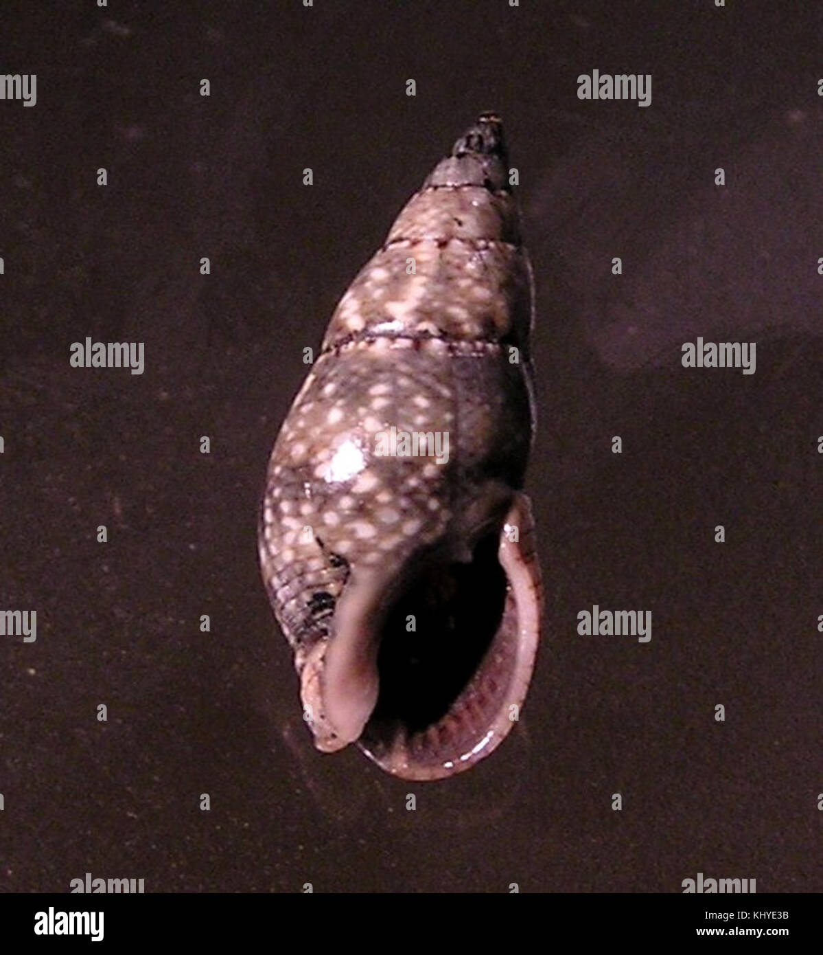 Nassarius reeveanus luctuosa 002 Stock Photo - Alamy