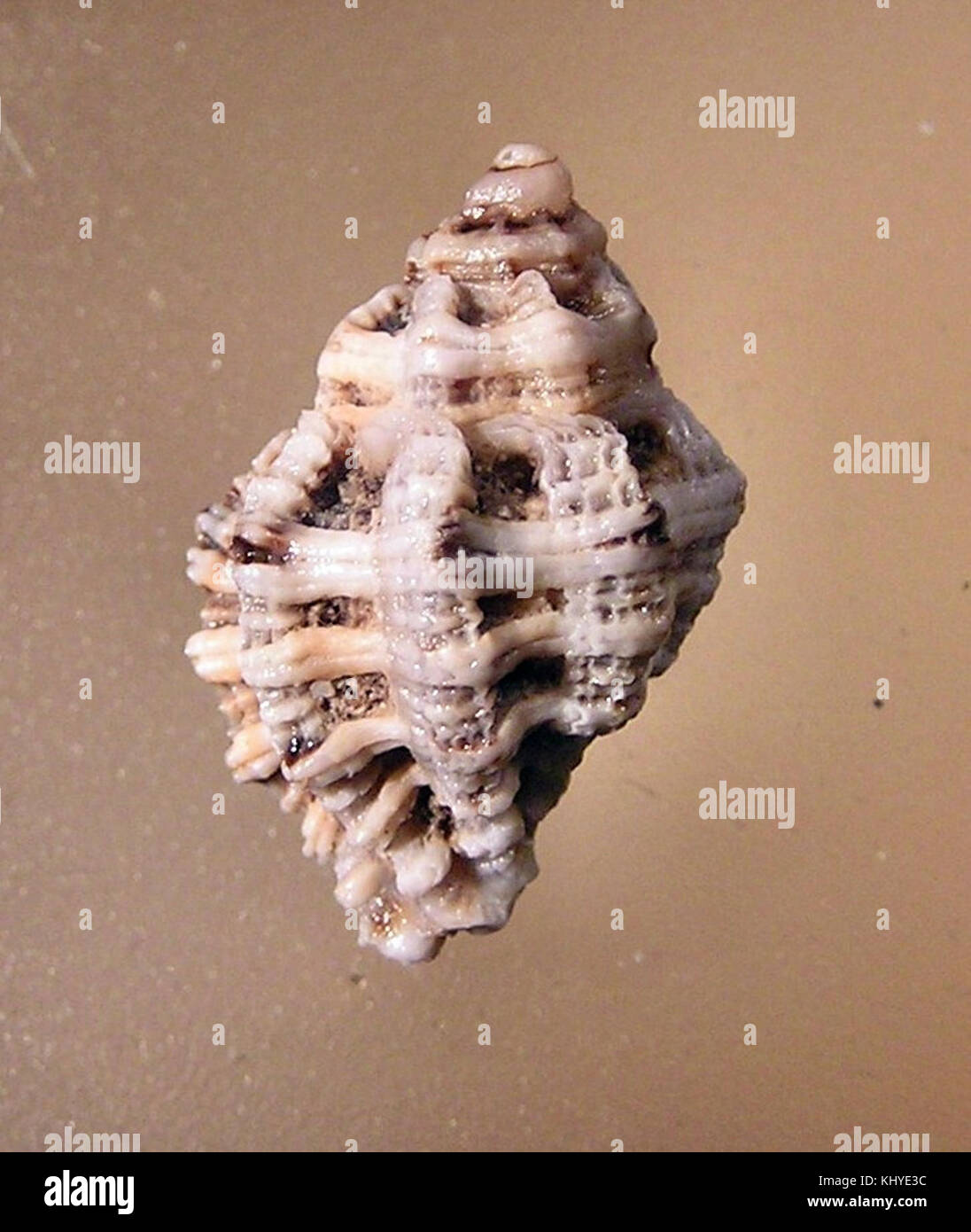 Muricodrupa fiscella 001 Stock Photo - Alamy