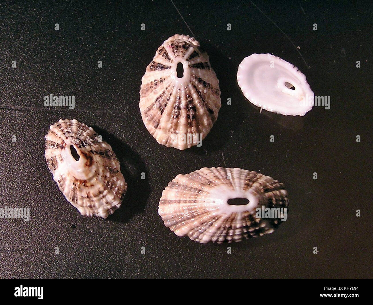 Diodora hi-res stock photography and images - Alamy