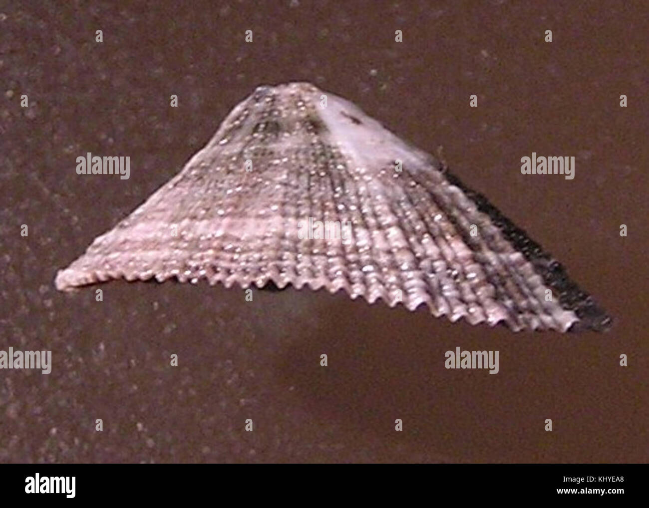 Diodora hi-res stock photography and images - Alamy