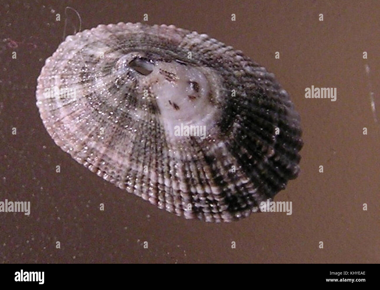 Diodora hi-res stock photography and images - Alamy