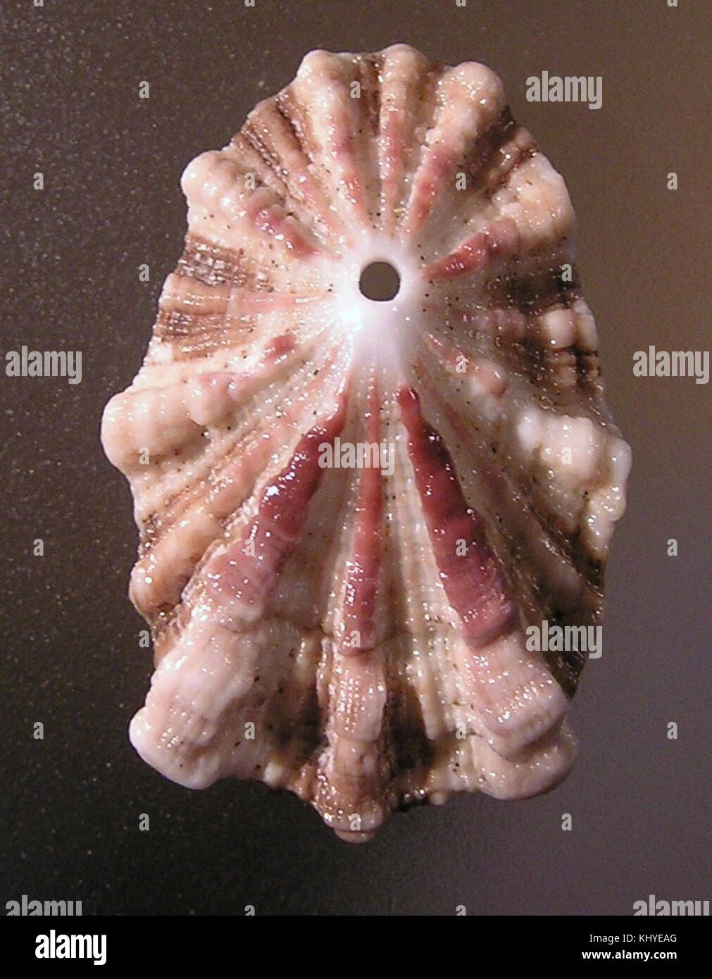 Diodora elizabethae 001 Stock Photo - Alamy