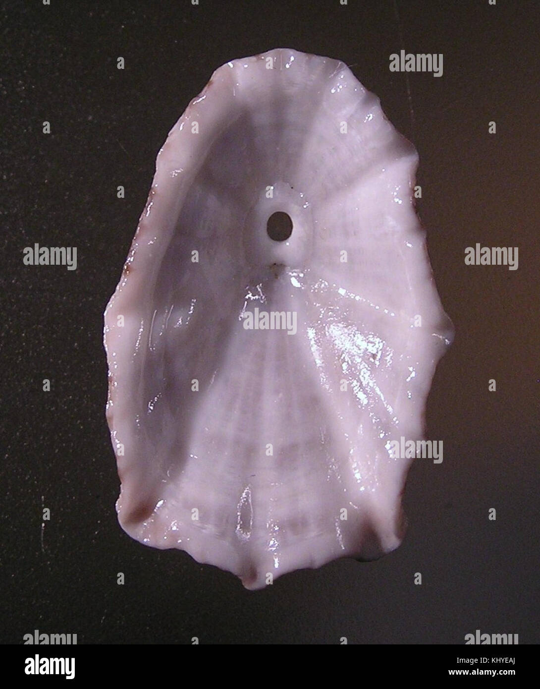 Diodora hi-res stock photography and images - Alamy