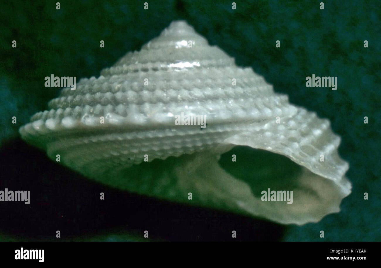 Calliotropis calcarata hi-res stock photography and images - Alamy