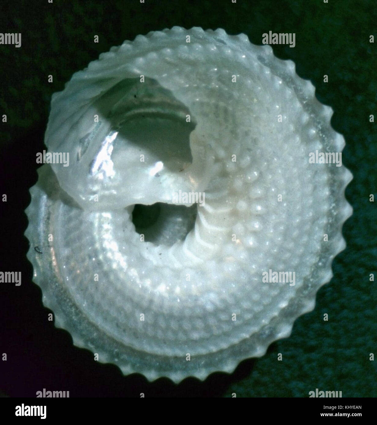 Calliotropis calcarata hi-res stock photography and images - Alamy