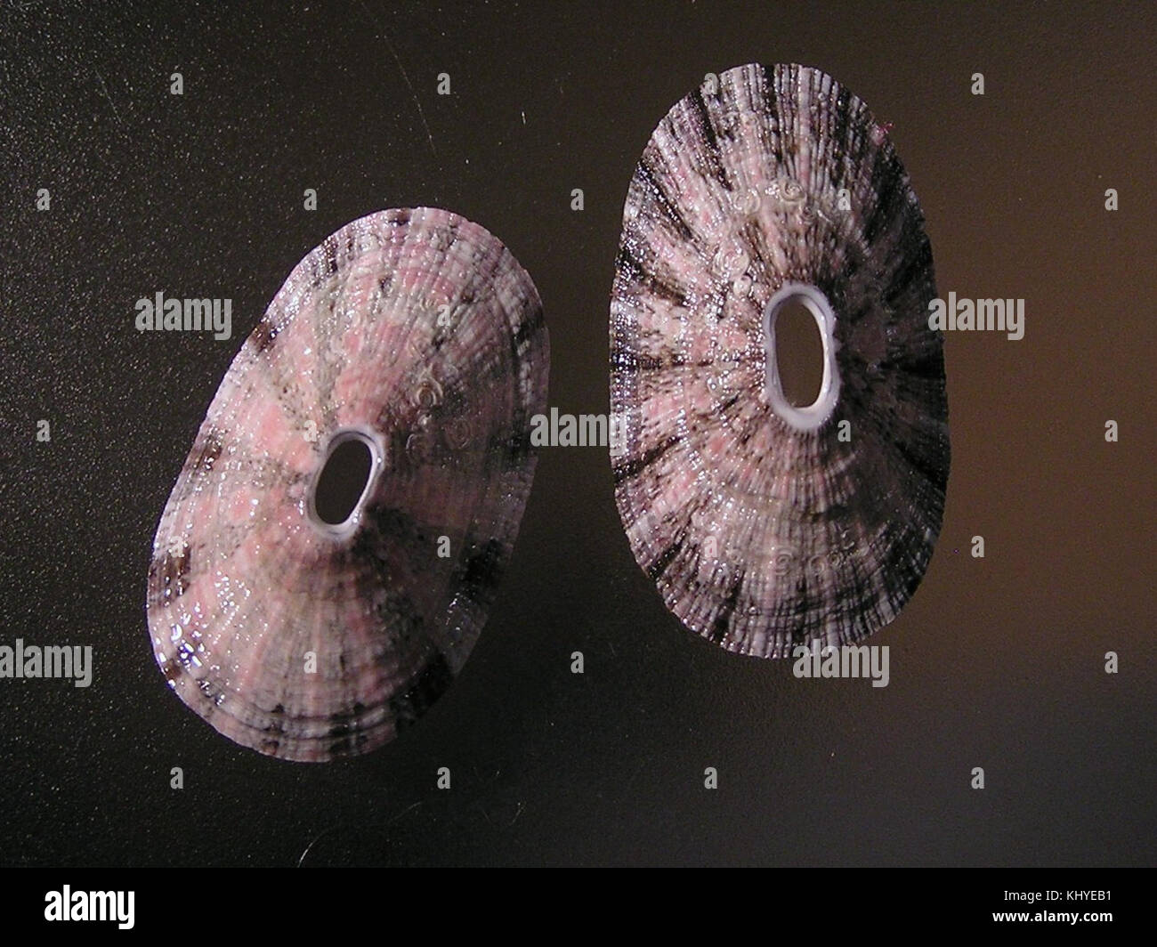 Dendrofissurella scutellum hiantula is a species of marine organism ...