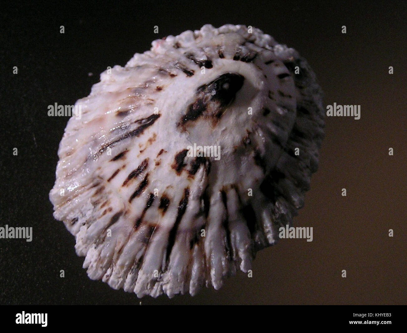 Collisella hi-res stock photography and images - Alamy