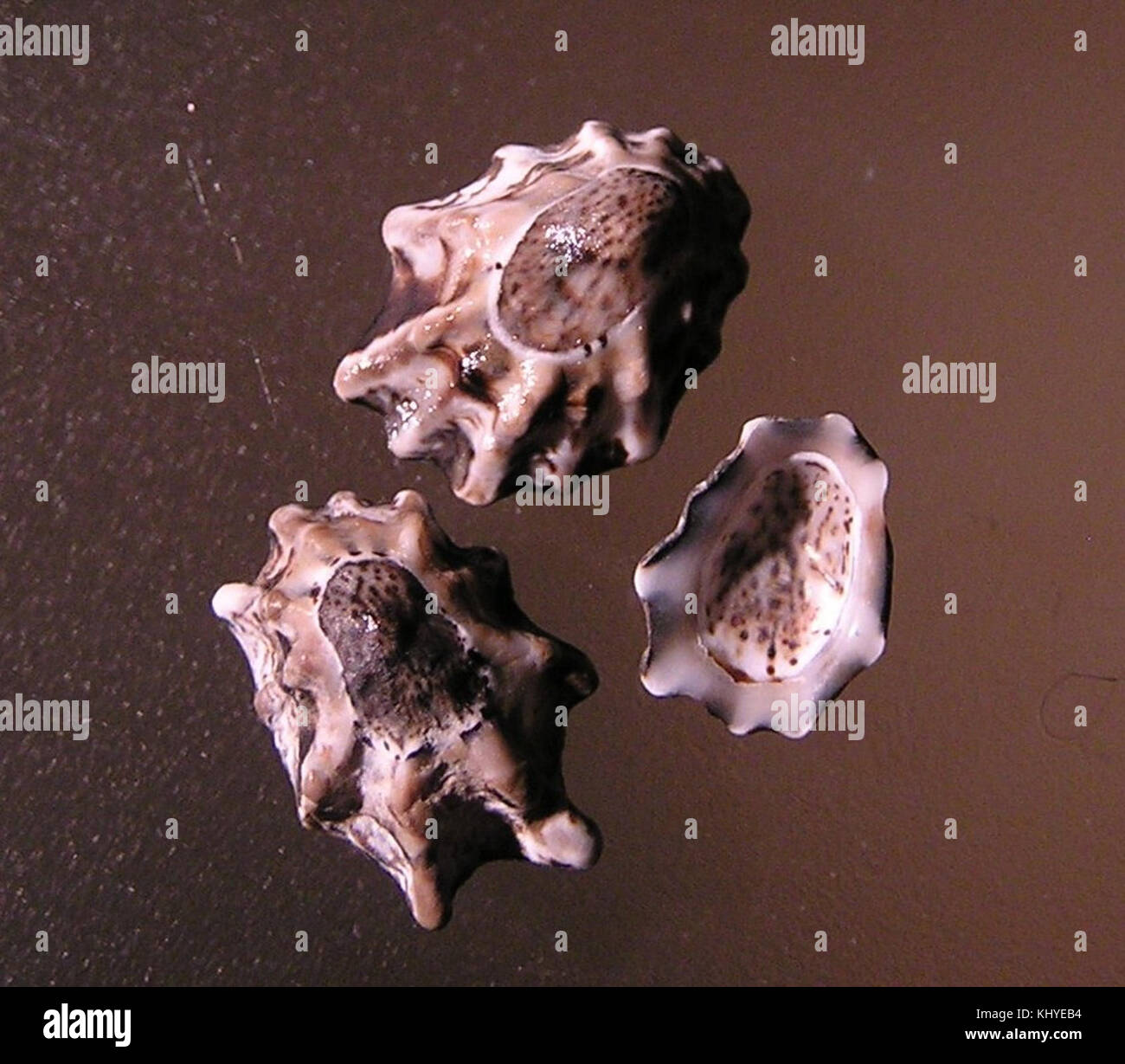 This image shows *Patelloida latistrigata*, a species of marine limpet ...