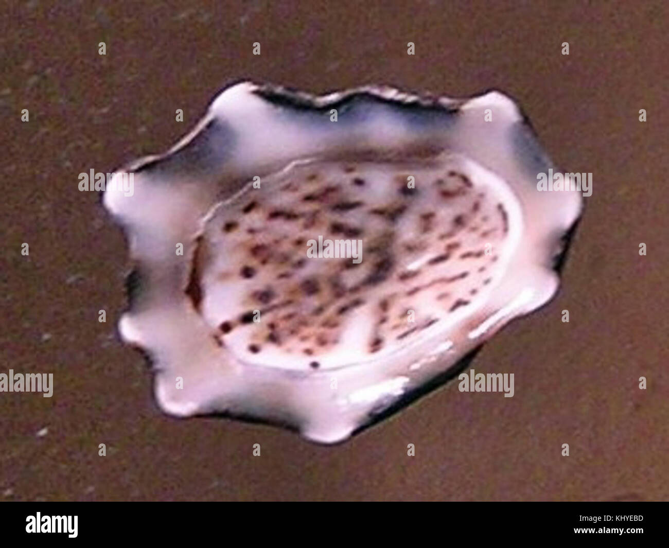 Patelloida latistrigata 002 Stock Photo - Alamy