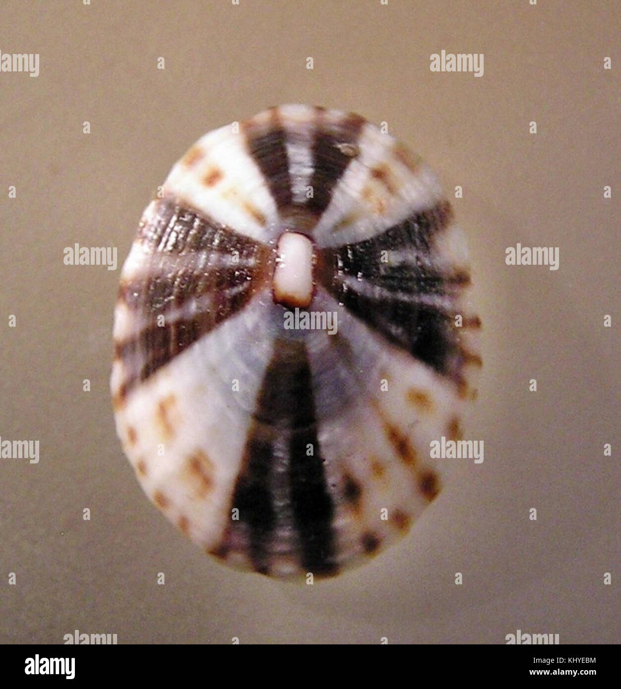 Patelloida insignis 002 Stock Photo - Alamy