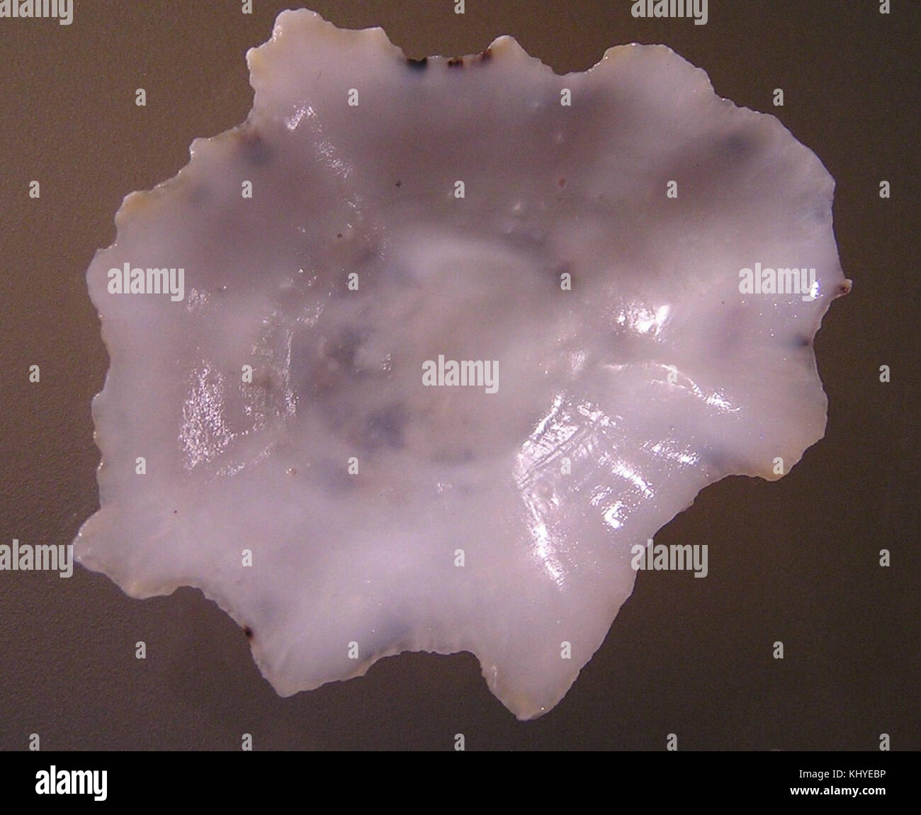 Patelloida saccharinoides 001 Stock Photo - Alamy