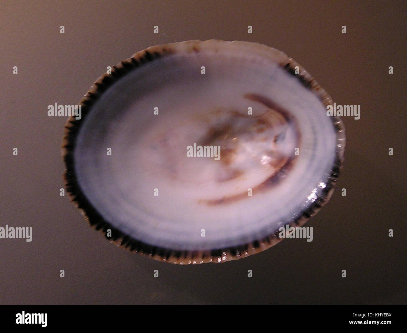 Collisella discors 001 Stock Photo - Alamy