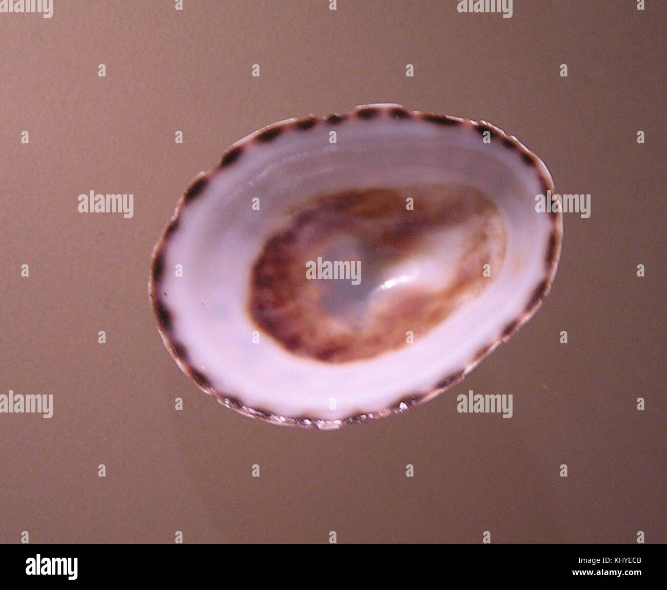 Lottia luchuana 001 Stock Photo - Alamy