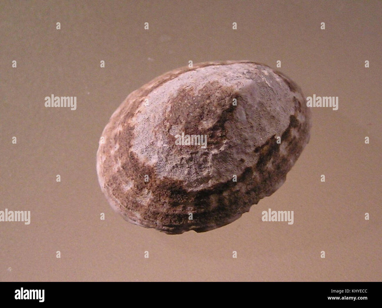 Lottia luchuana 002 Stock Photo - Alamy