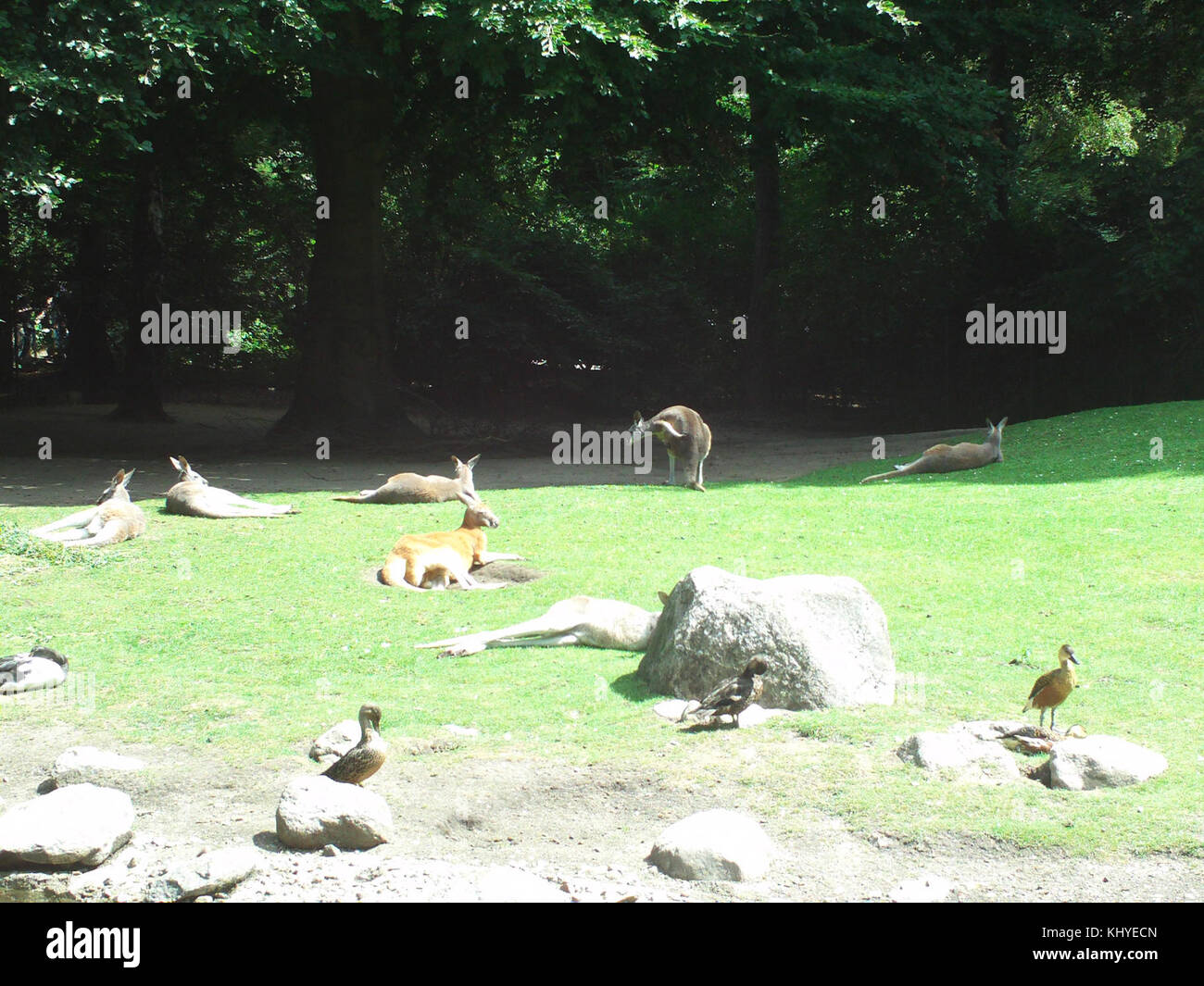 Germany hamburg zoo hagenbeck hi-res stock photography and images - Alamy