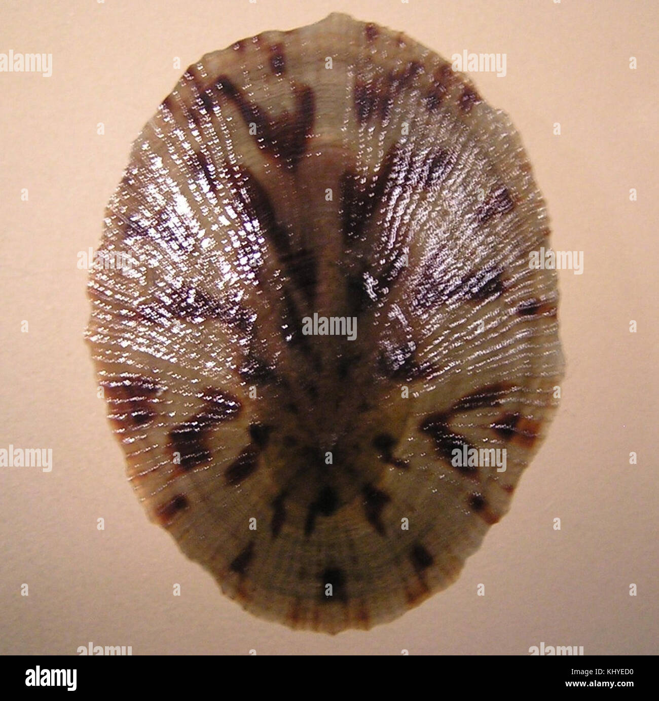 Patelloida hi-res stock photography and images - Alamy