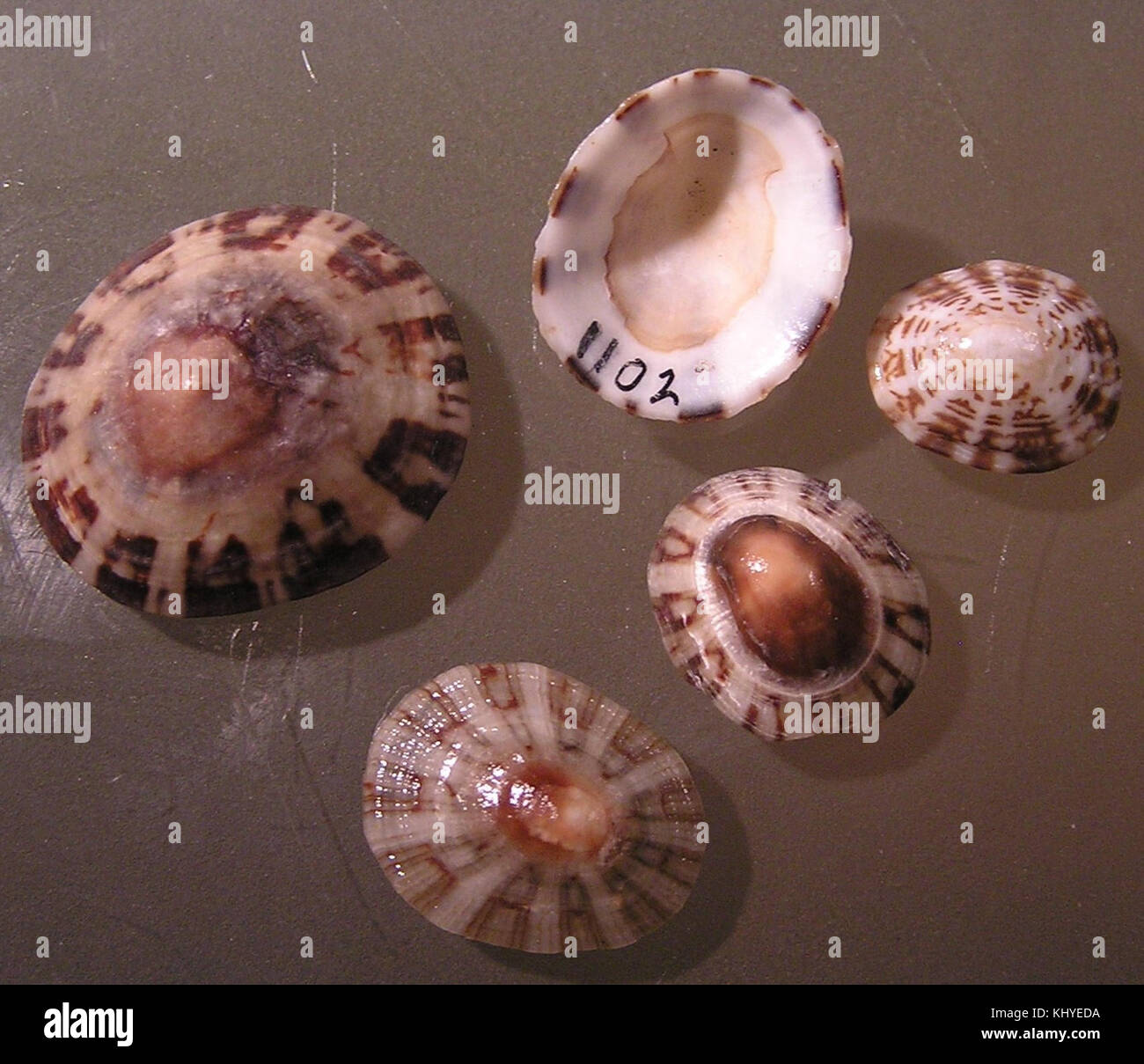 Lottia pelta 001 Stock Photo - Alamy