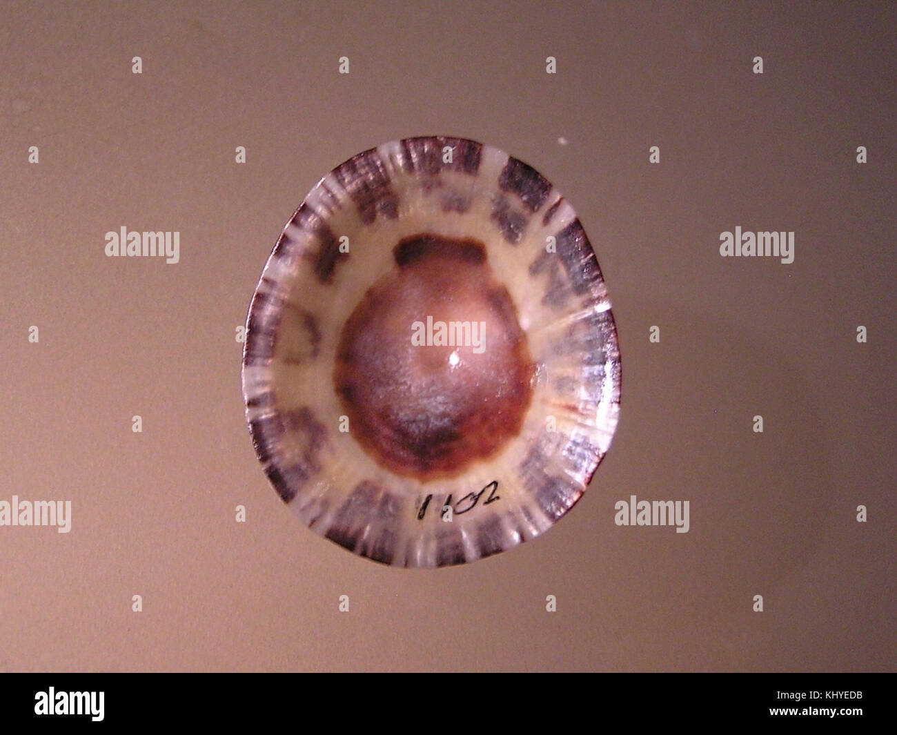 Pelta hi-res stock photography and images - Alamy