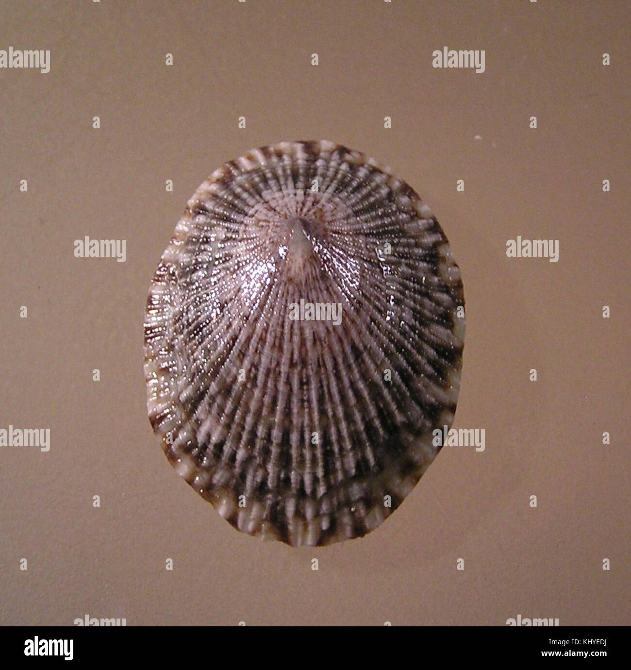 Scurria hi-res stock photography and images - Alamy