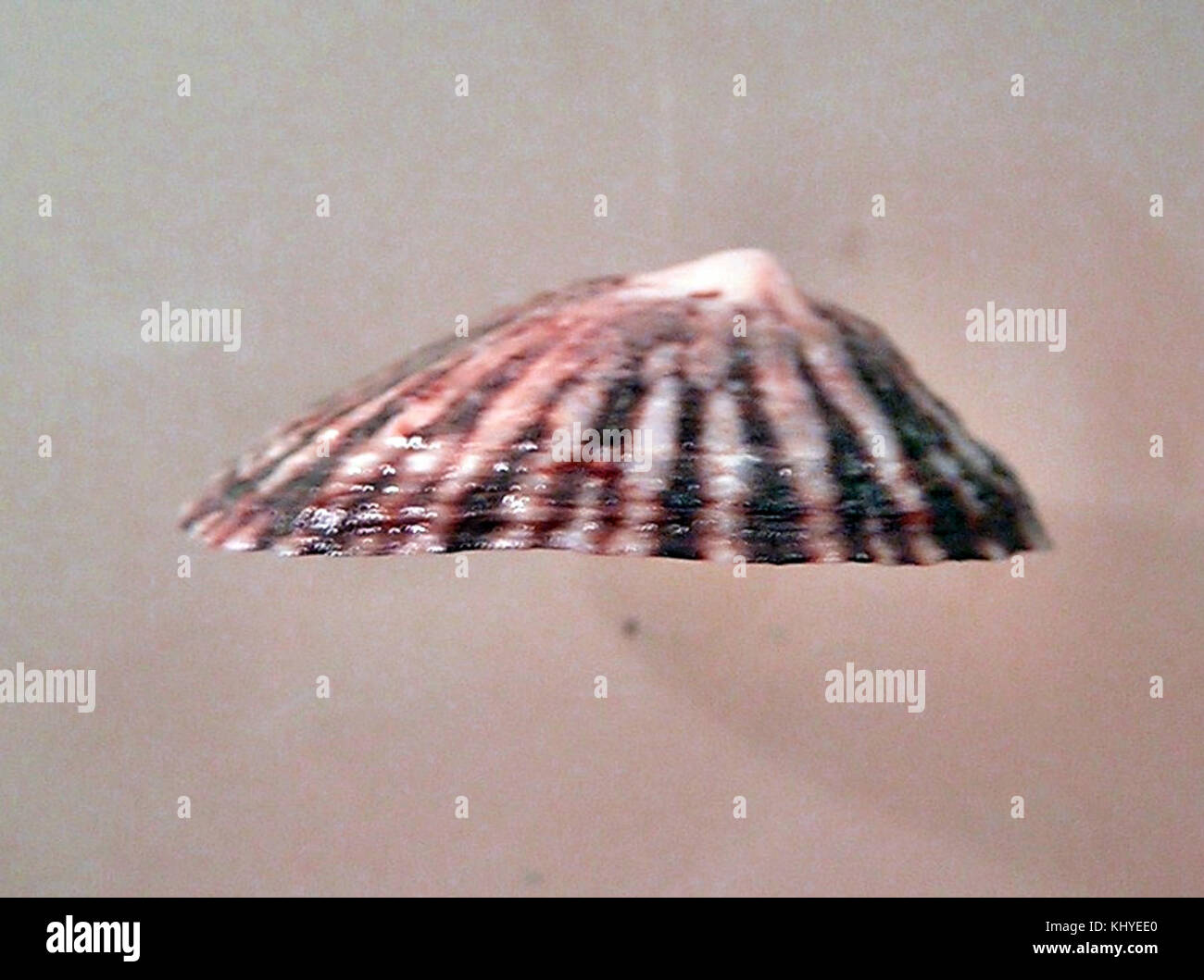 Collisella subrugosa 001 Stock Photo - Alamy