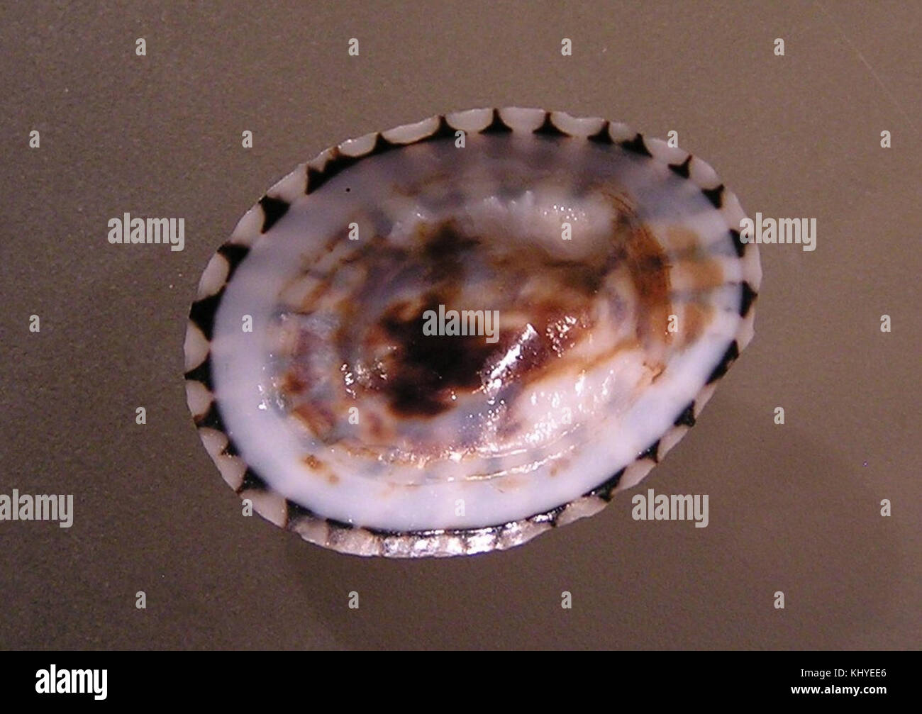 Lottia strigatella 001 Stock Photo - Alamy