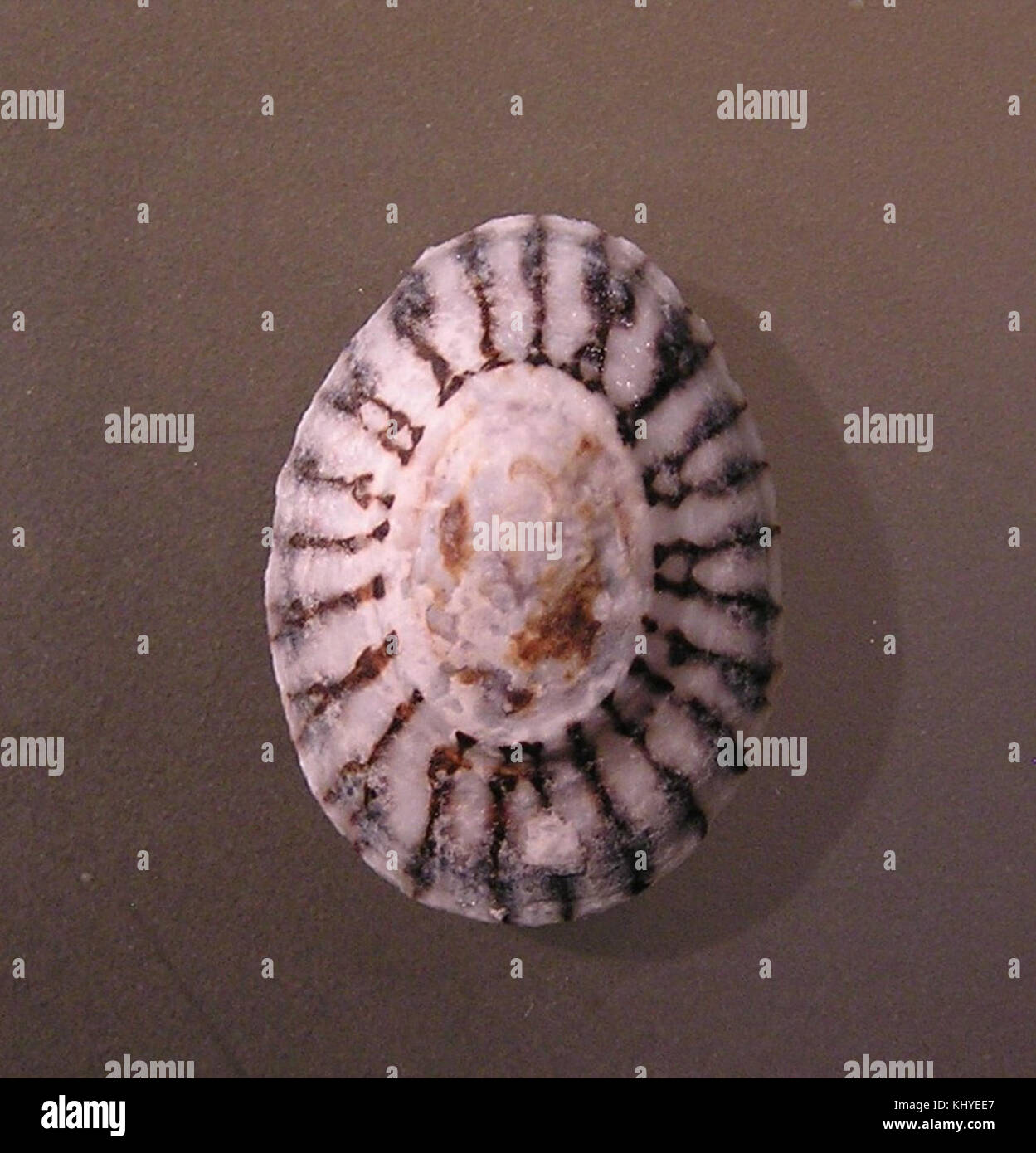 A detailed image of the marine species Lottia strigatella, a type of ...