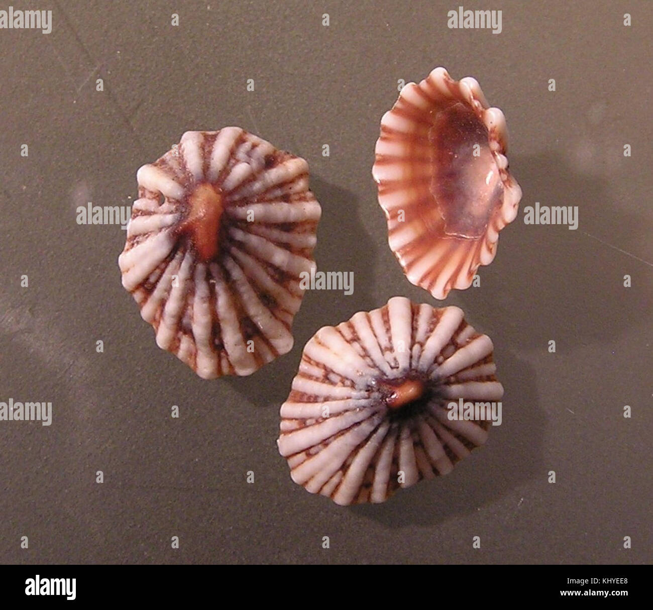 Lottia langfordi 001 Stock Photo - Alamy