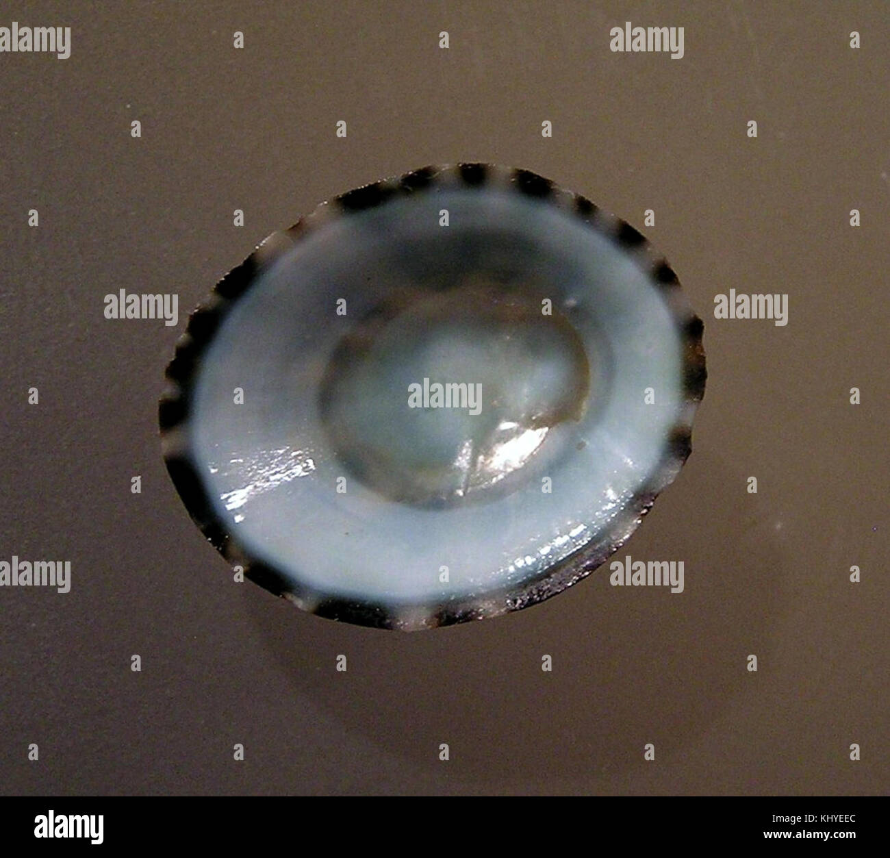 Nipponacmea fuscoviridis hi-res stock photography and images - Alamy