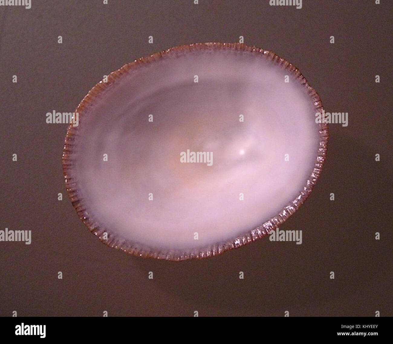 Patelloida victoriana 001 Stock Photo - Alamy